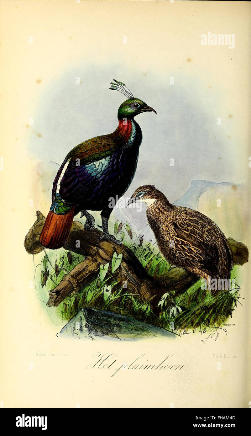 Significance in avian research hi-res stock photography and images - Alamy