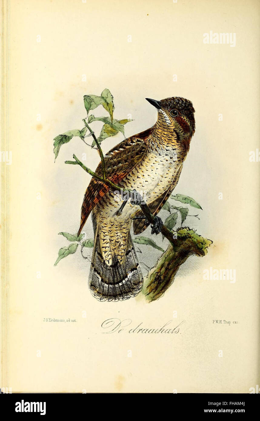 A Dutch book titled 'Onze vogels in huis en tuin', which translates to ...