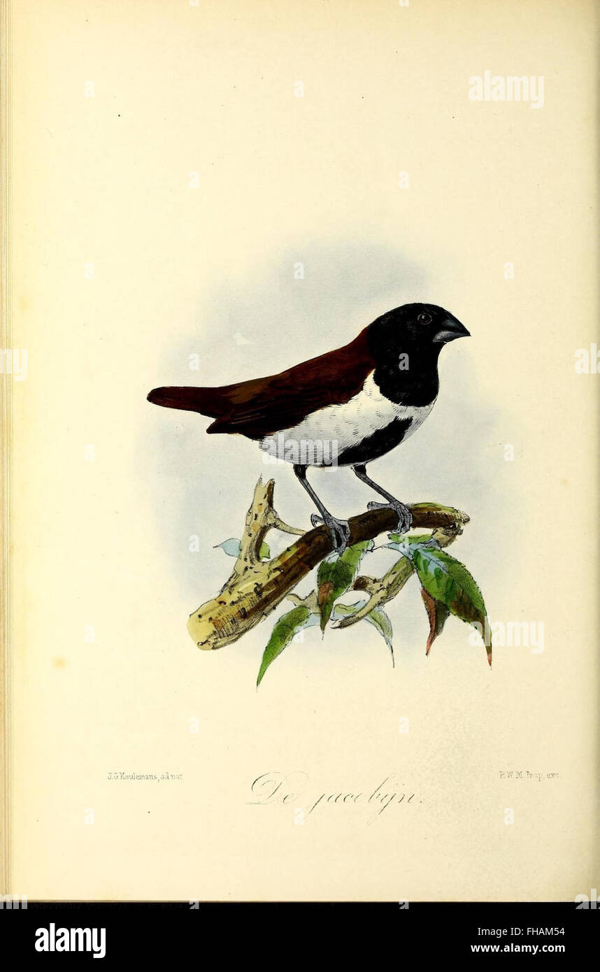 Onze Vogels in Huis en Tuin, a Dutch guide to common garden and ...