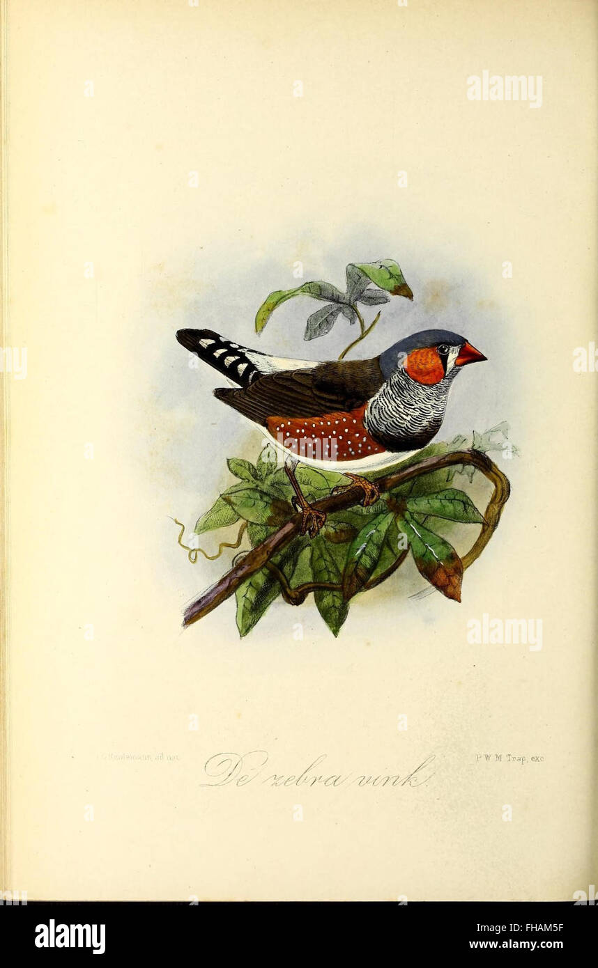 A Dutch guide to the common birds found in homes and gardens, with ...
