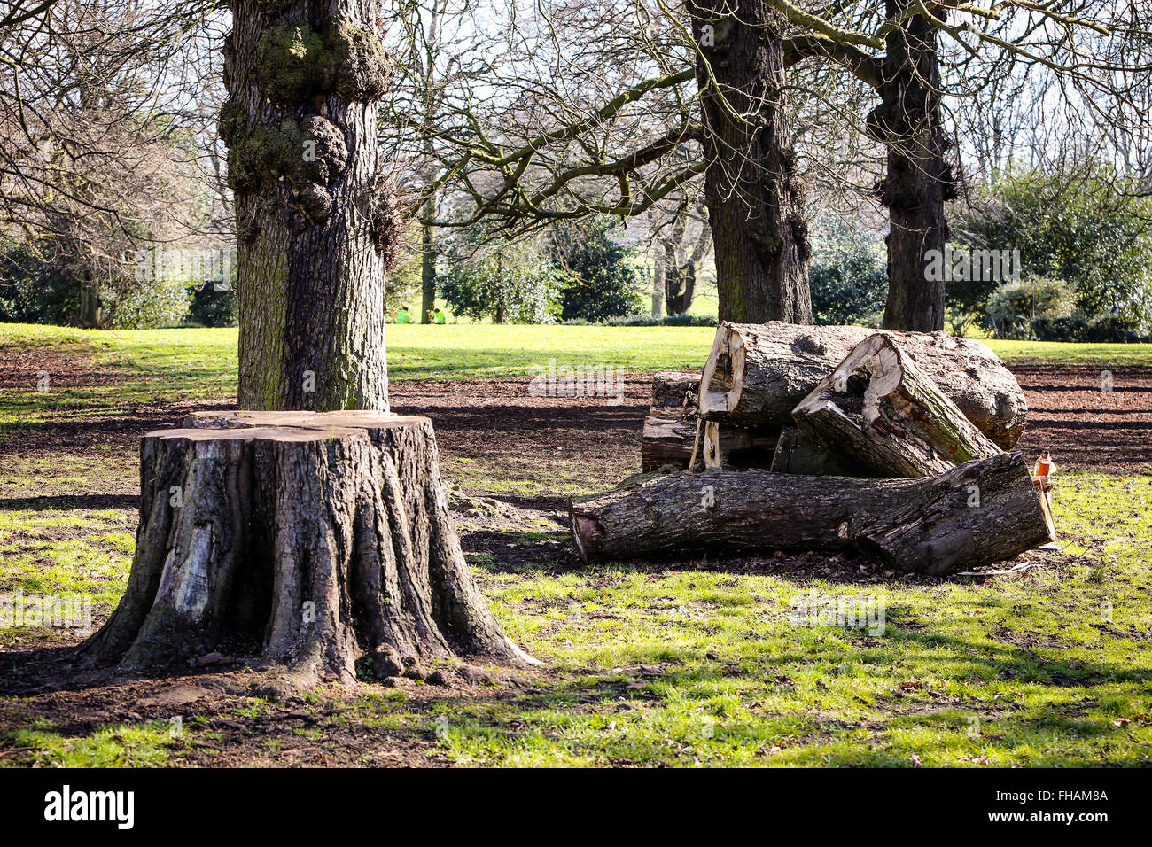 A tree which has been felled due to disease Stock Photo - Alamy
