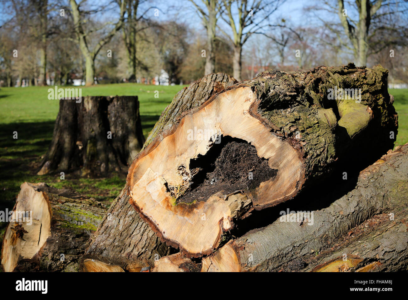 A tree which has been felled due to disease Stock Photo - Alamy
