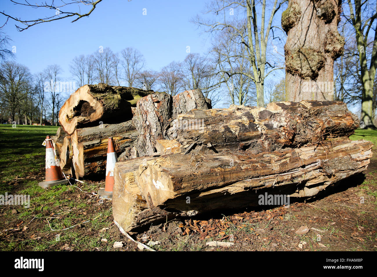 A tree which has been felled due to disease Stock Photo - Alamy