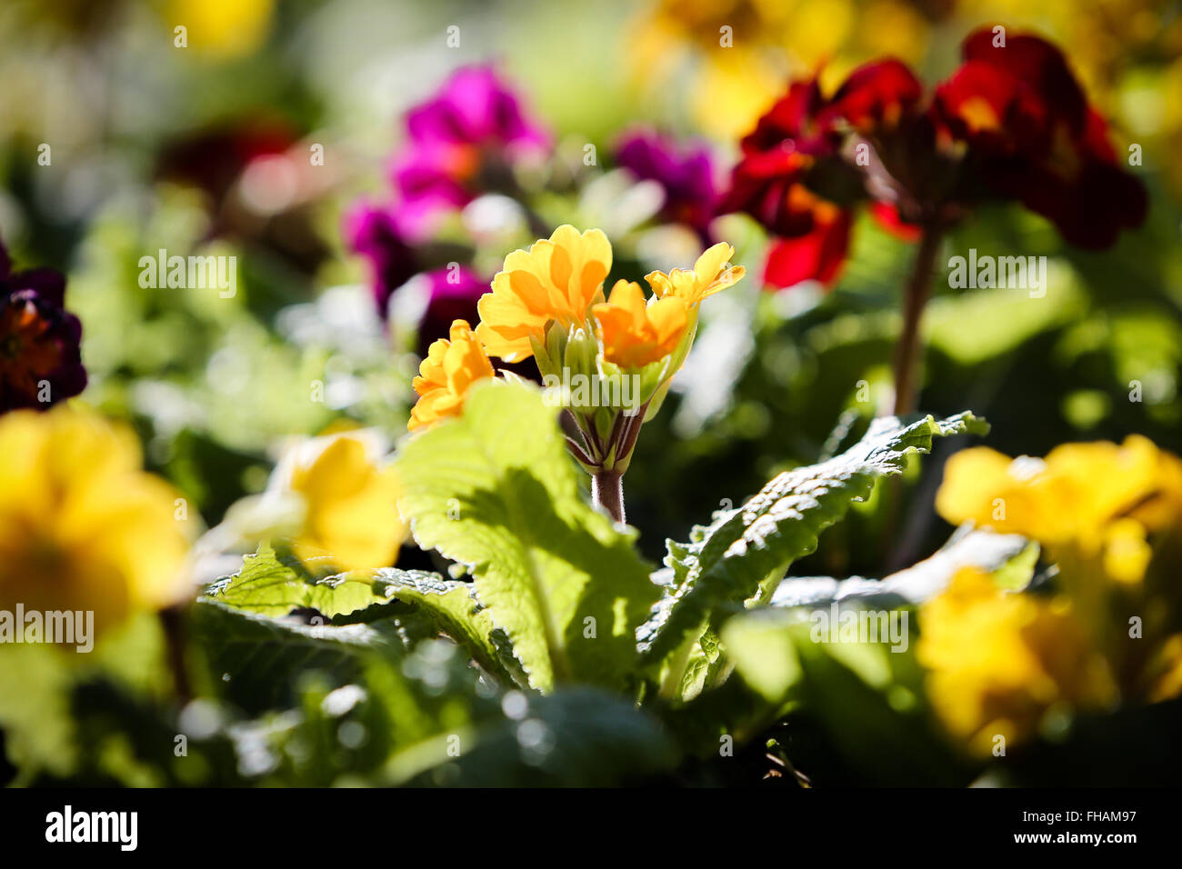 A colourful display of spring flowers in a public park in Northampton ...