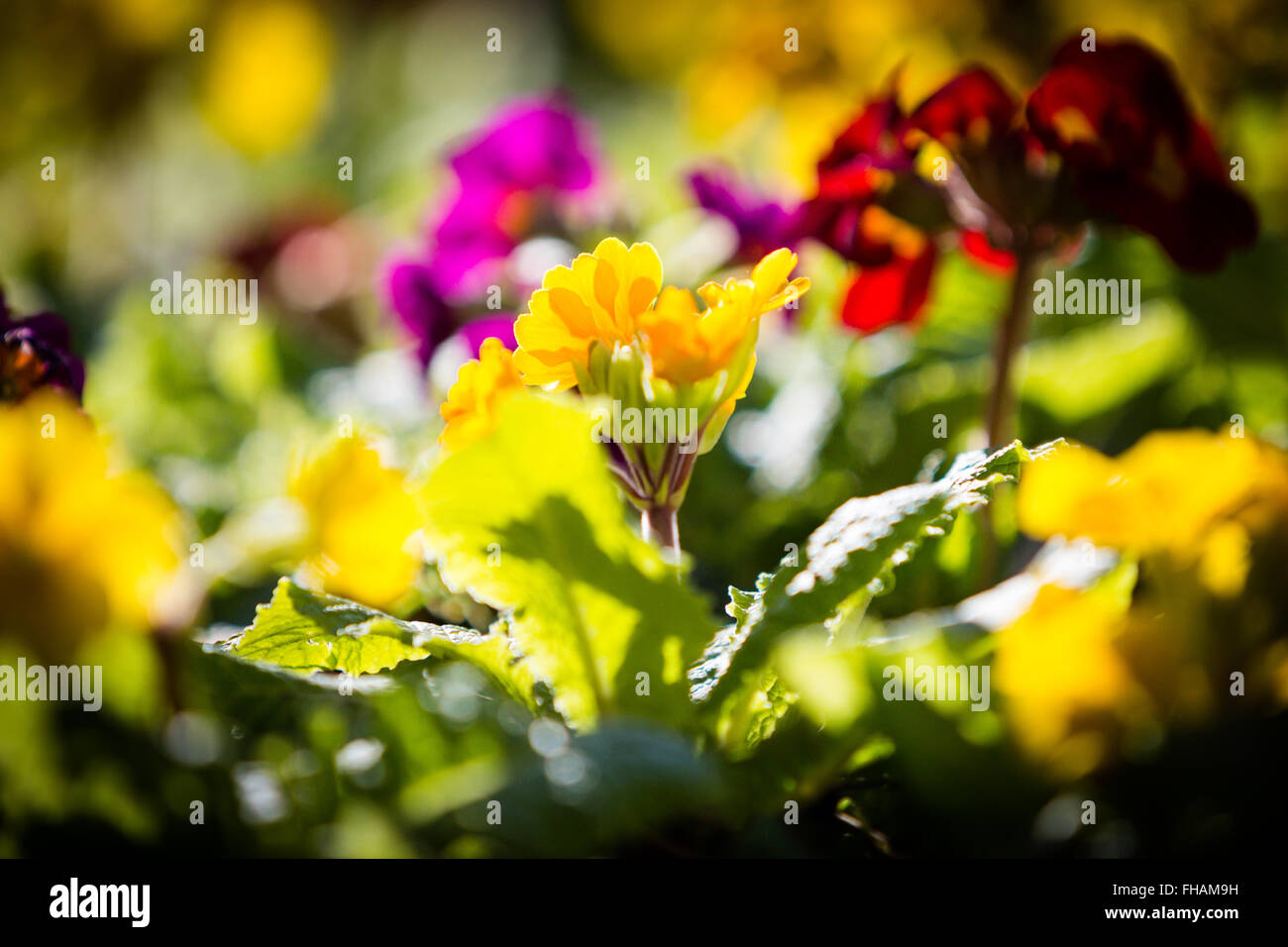 A colourful display of spring flowers in a public park in Northampton ...