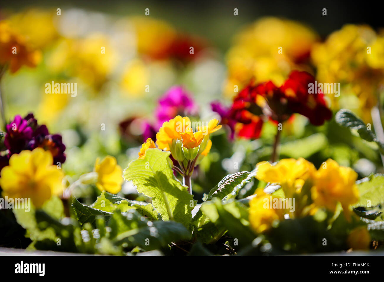 A colourful display of spring flowers in a public park in Northampton ...