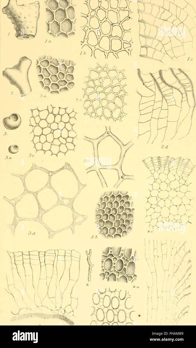 A detailed scientific study on the genus Monticulipora and its sub ...