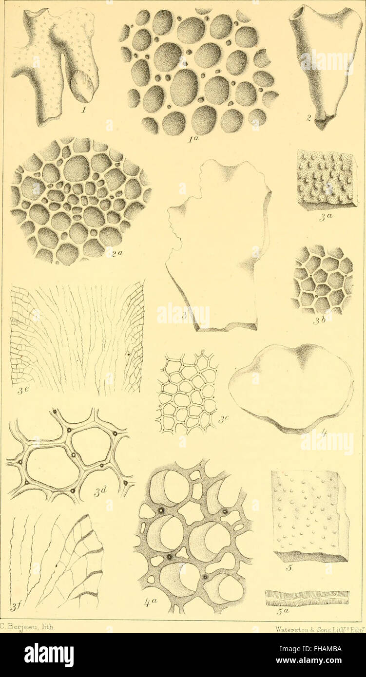 A scientific study from 1881 on the genus Monticulipora, detailing its ...