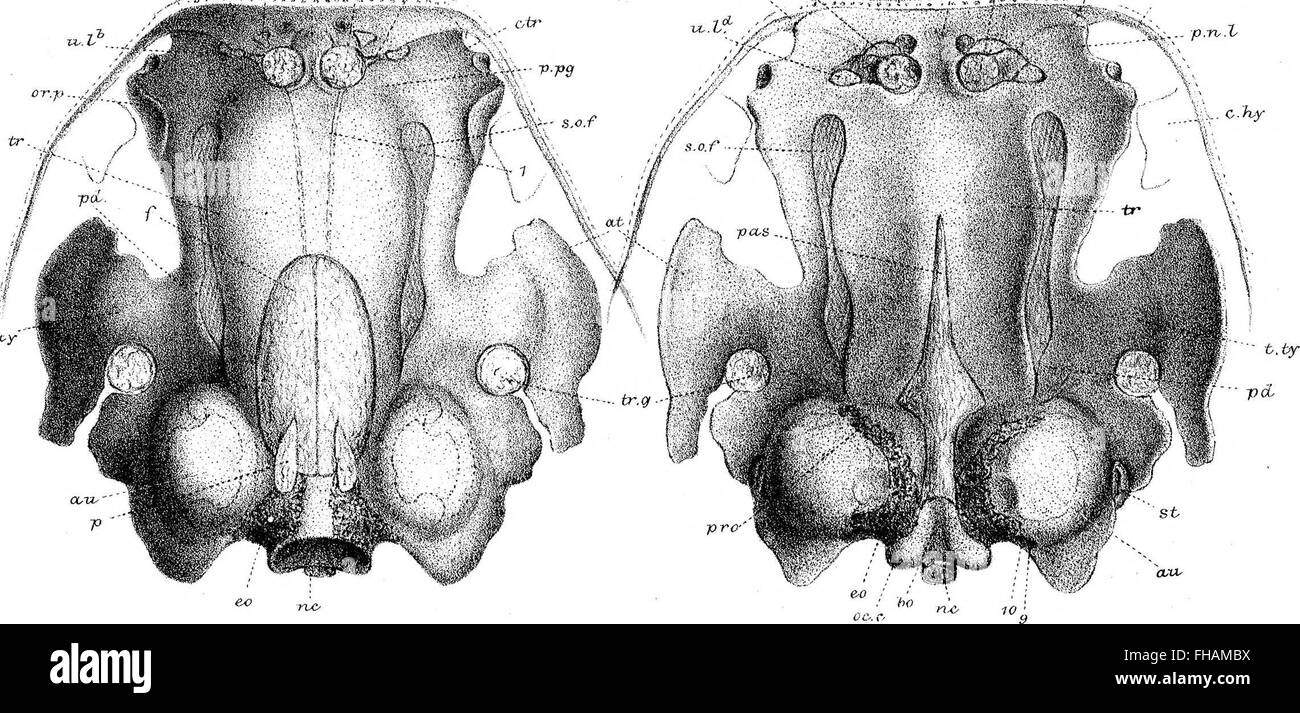 On the Structure and Development of the Skull in the Batrachia. Part II ...