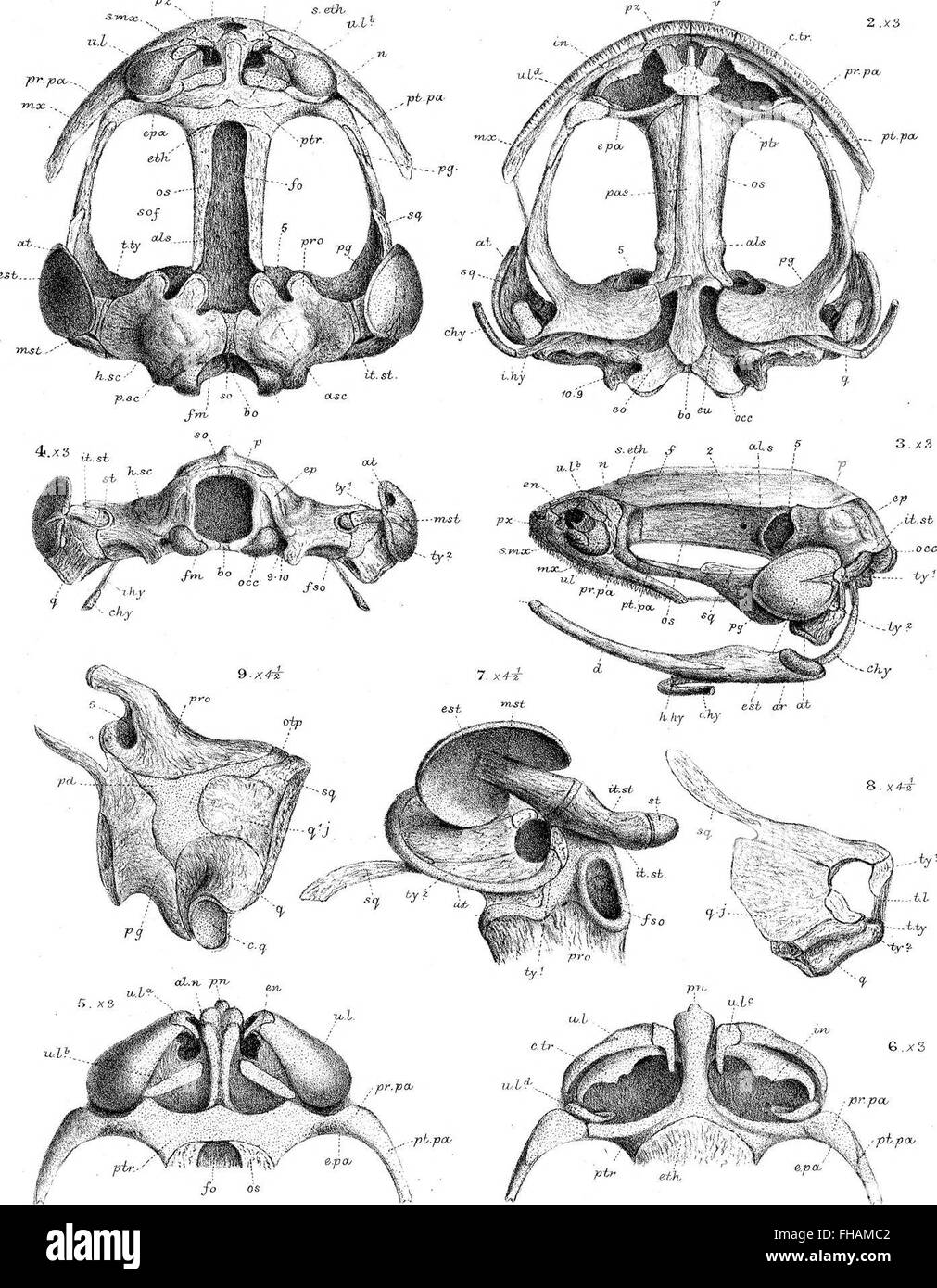 On the Structure and Development of the Skull in the Batrachia. Part II ...