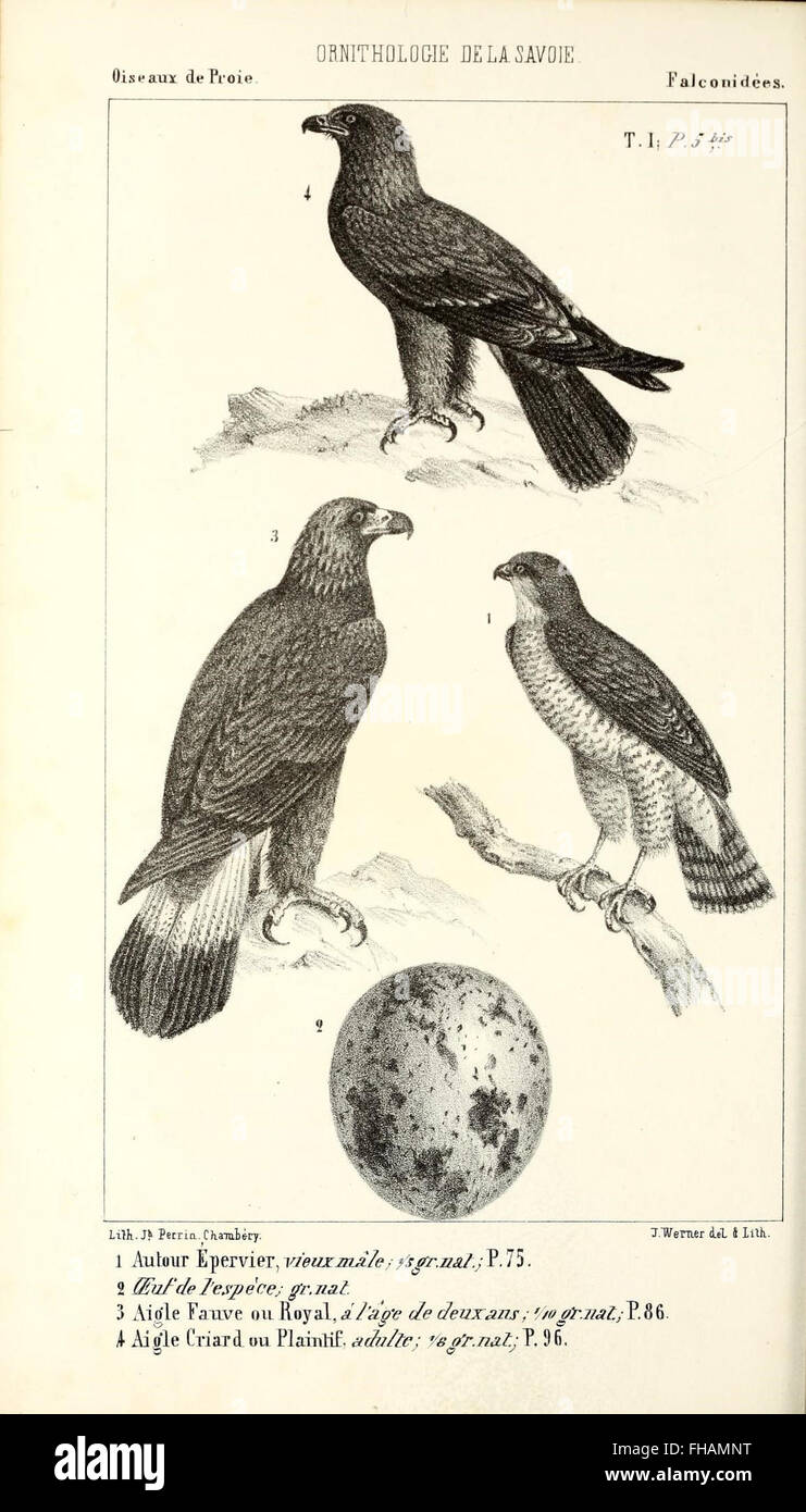Ornithologie de la Savoie, ou, Histoire des oiseaux, Birds, Field ...