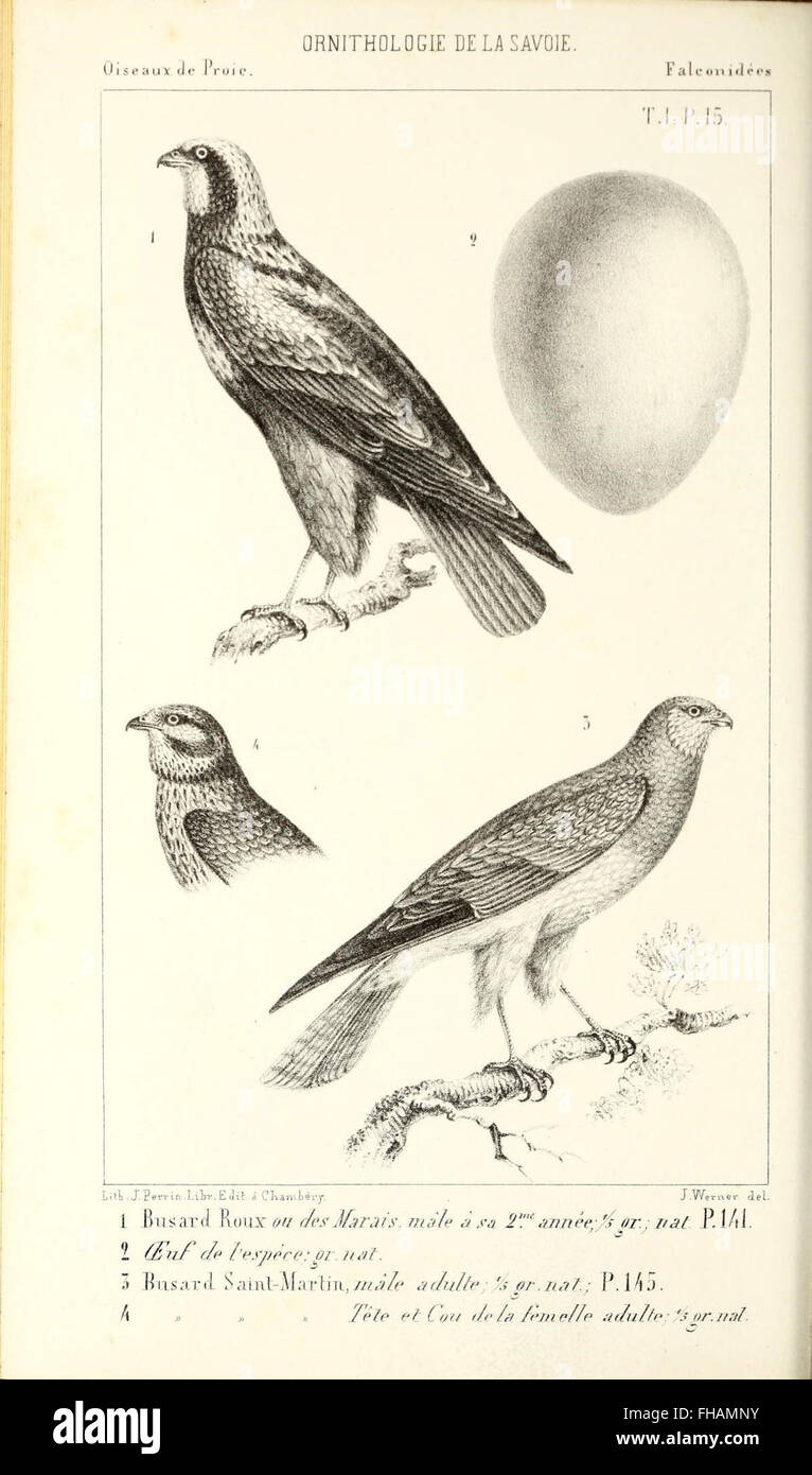 An ornithological work focusing on the bird species of the Savoie ...