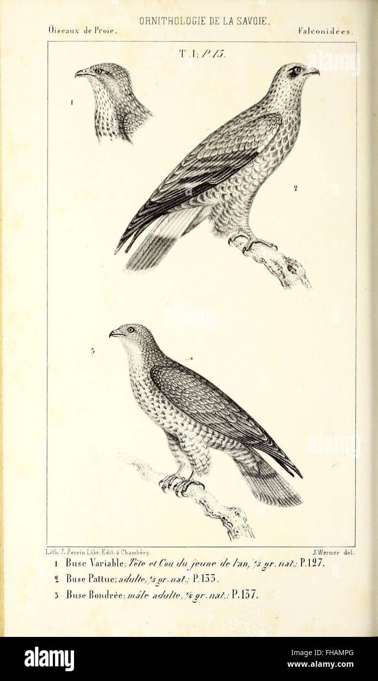 A study of the birds of Savoie, France, documenting various species ...
