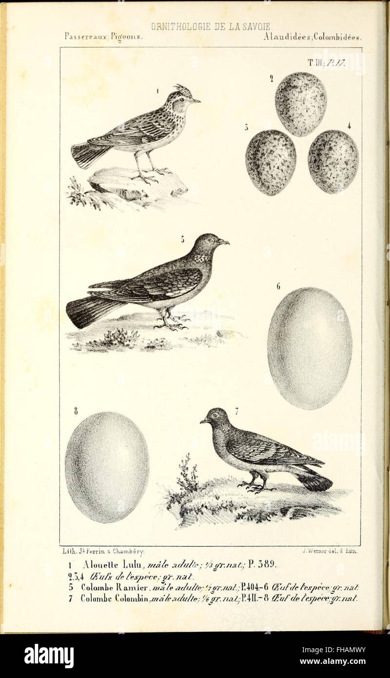 A French work detailing the birds of Savoie, highlighting avian species ...