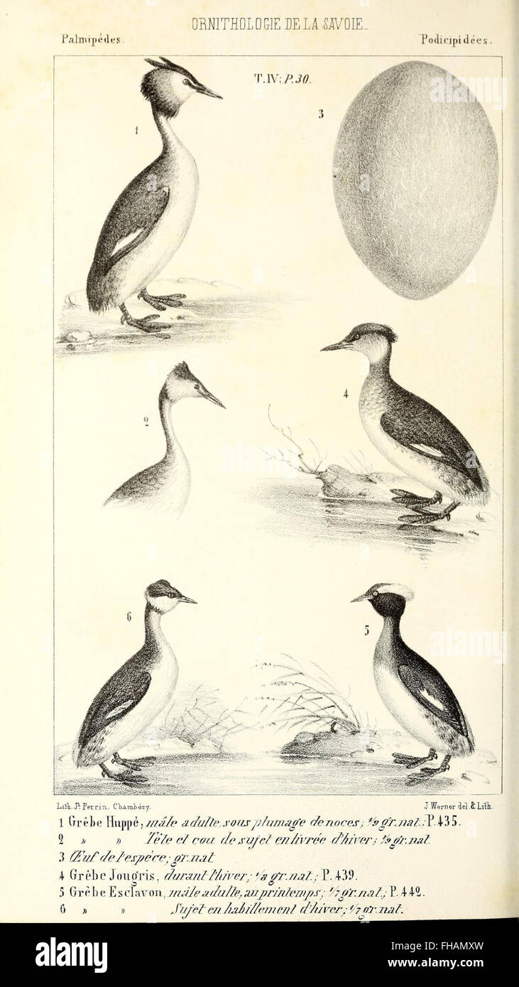 A comprehensive ornithological work detailing the bird species of Haute ...