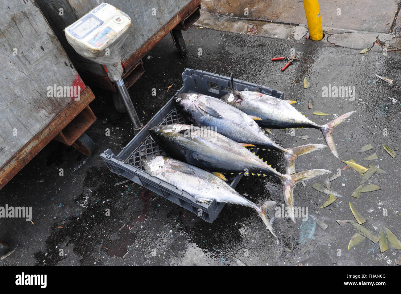 Tuna fish at the market, San Diego Stock Photo - Alamy