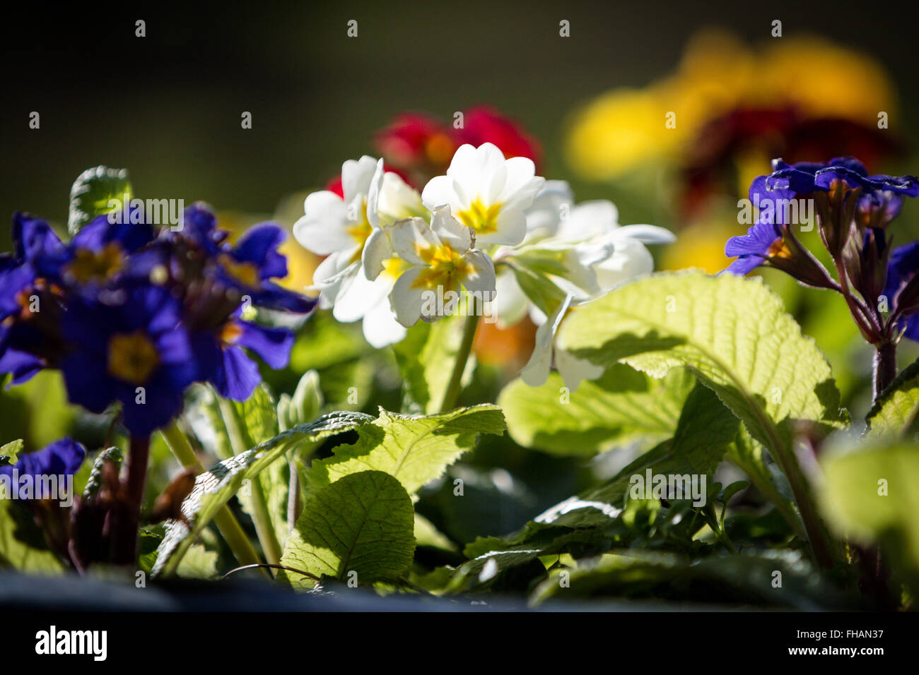A colourful display of spring flowers in a public park in Northampton ...