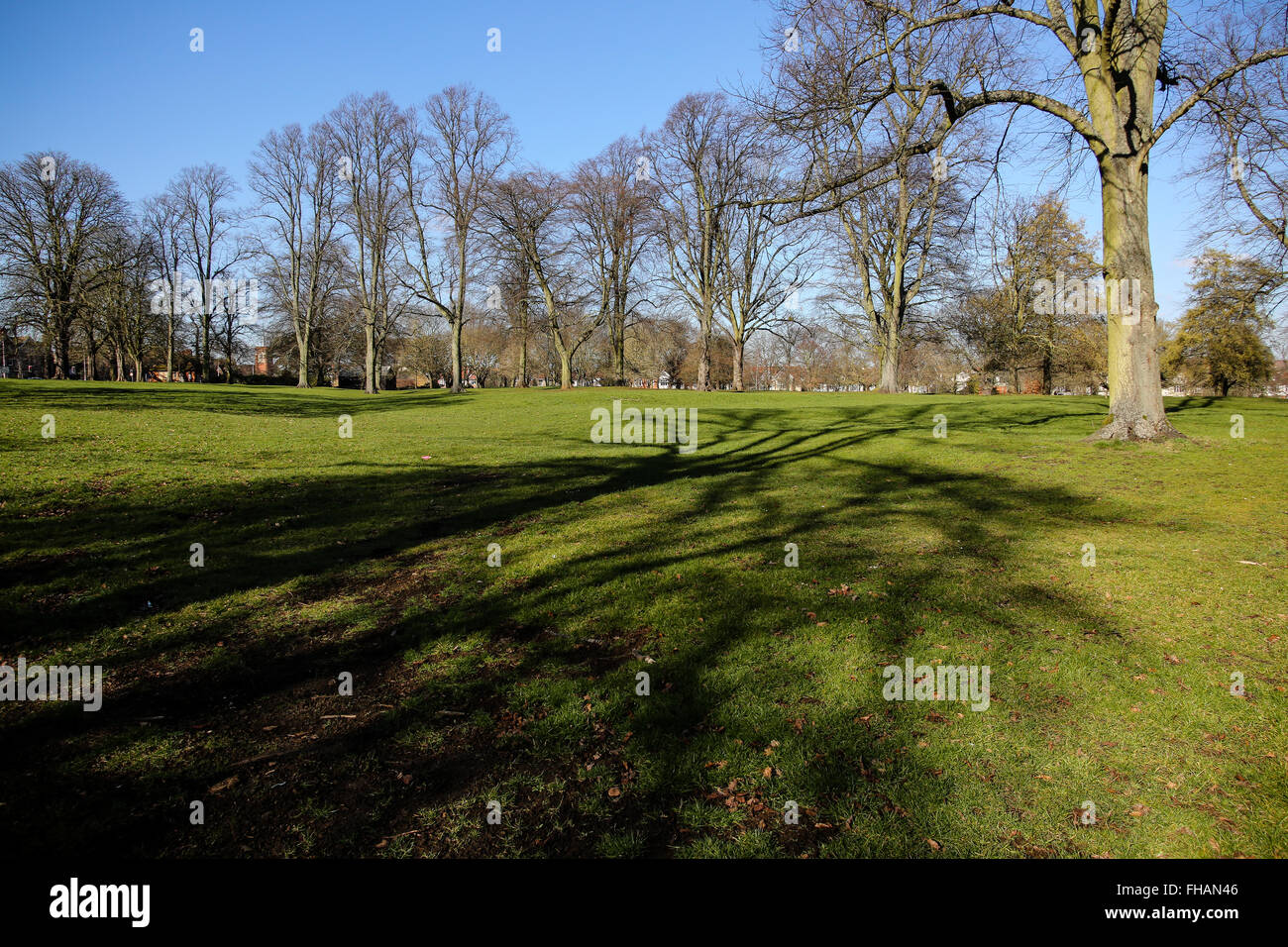 Long shadows trees hi-res stock photography and images - Alamy