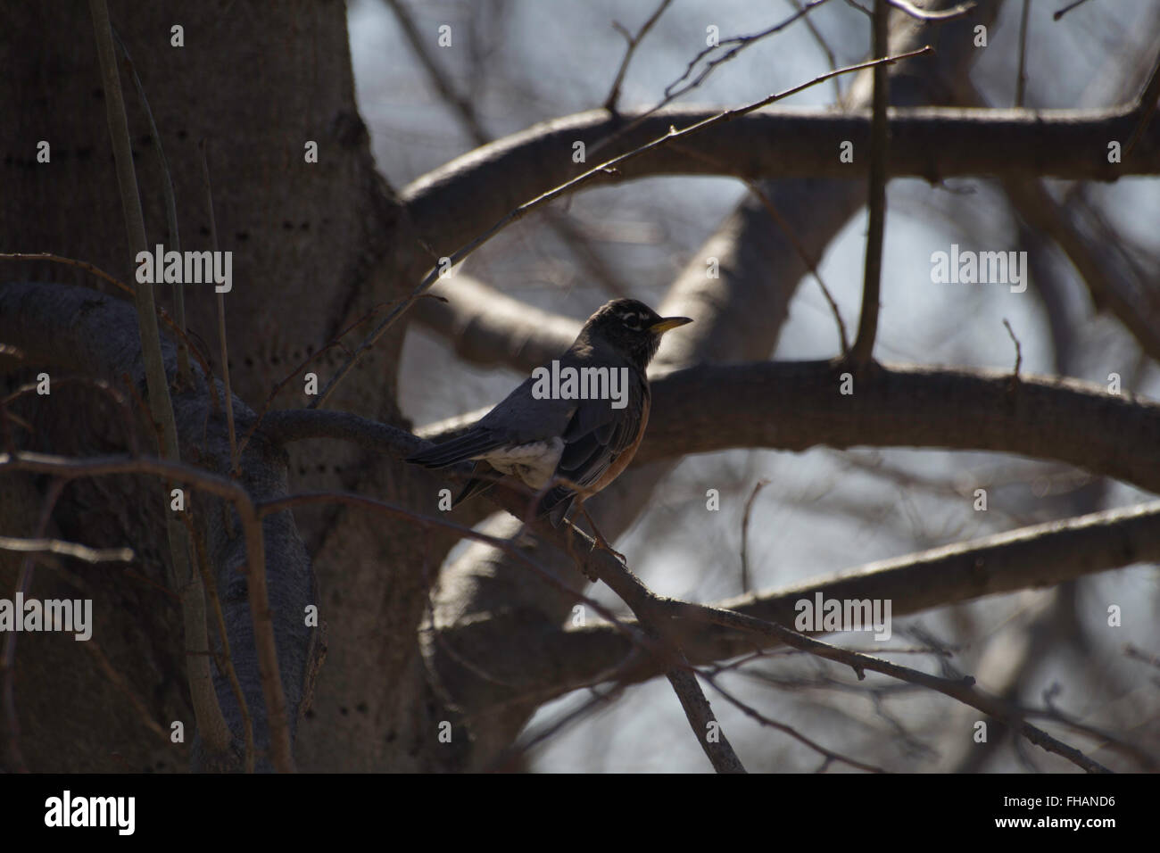 American robin at Montrose Bird Sanctuary. Chicago Illinois Stock Photo ...