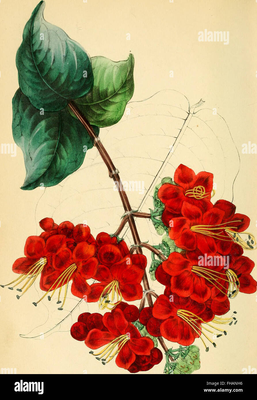 Plants classification in botanical studies hi-res stock photography and ...