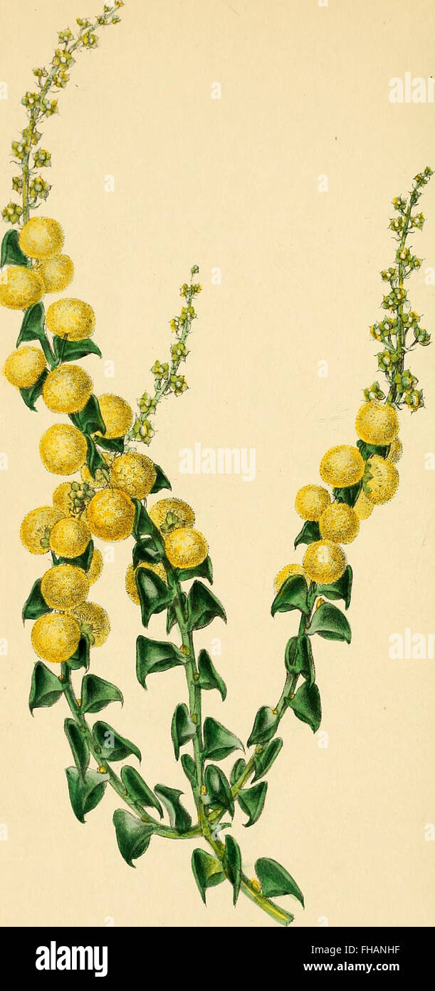 Paxton's Magazine of Botany, a 1842 magazine dedicated to the study of ...