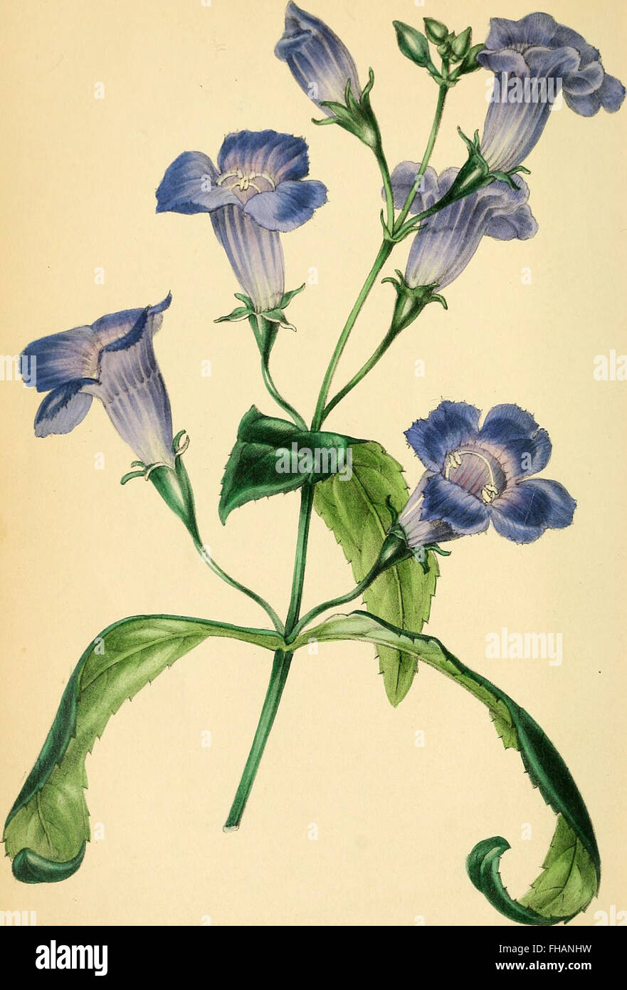 A botanical publication from 1842, Paxton's Magazine of Botany ...