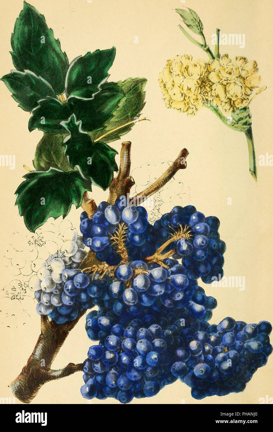 A botanical magazine from 1842 featuring detailed records and ...