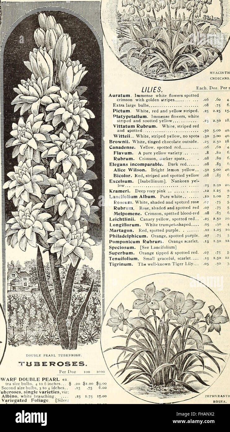 1899 catalog of plants, flower seeds, bulbs, vegetable seeds, and ...