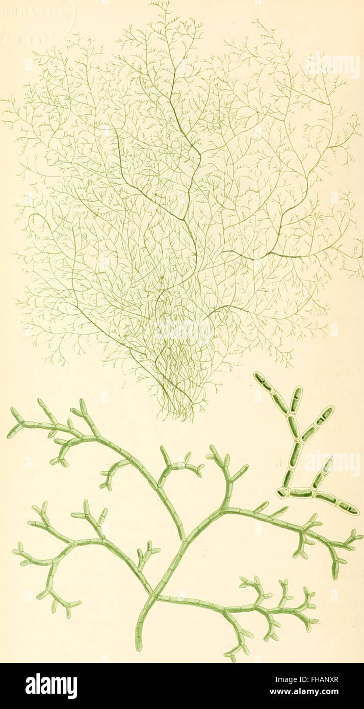 A detailed history and classification of British seaweeds, featuring ...