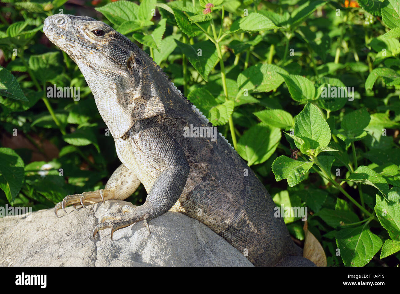 Iguana basking in the sun in Costa Rica Stock Photo - Alamy