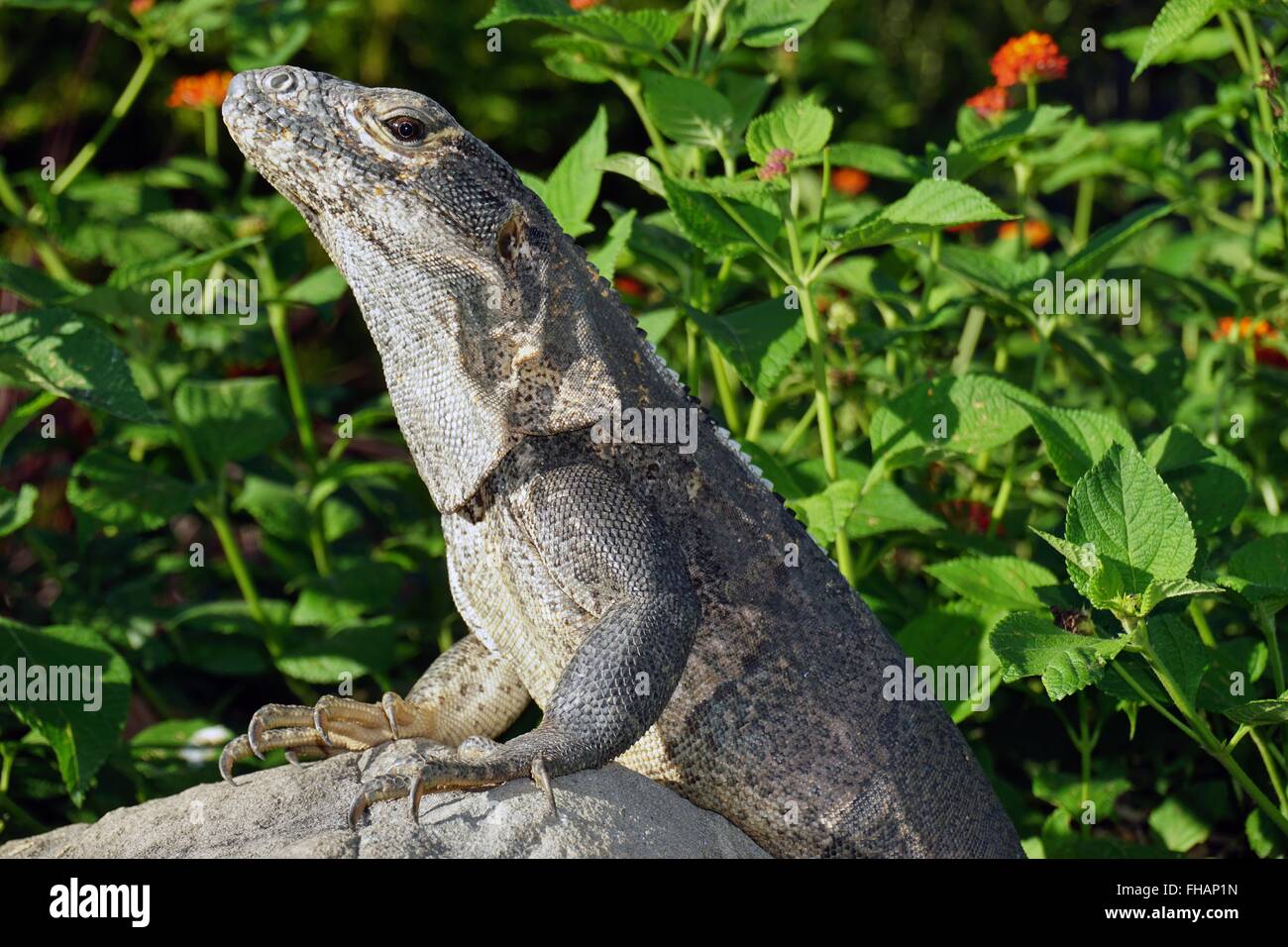 Iguana basking in the sun in Costa Rica Stock Photo - Alamy