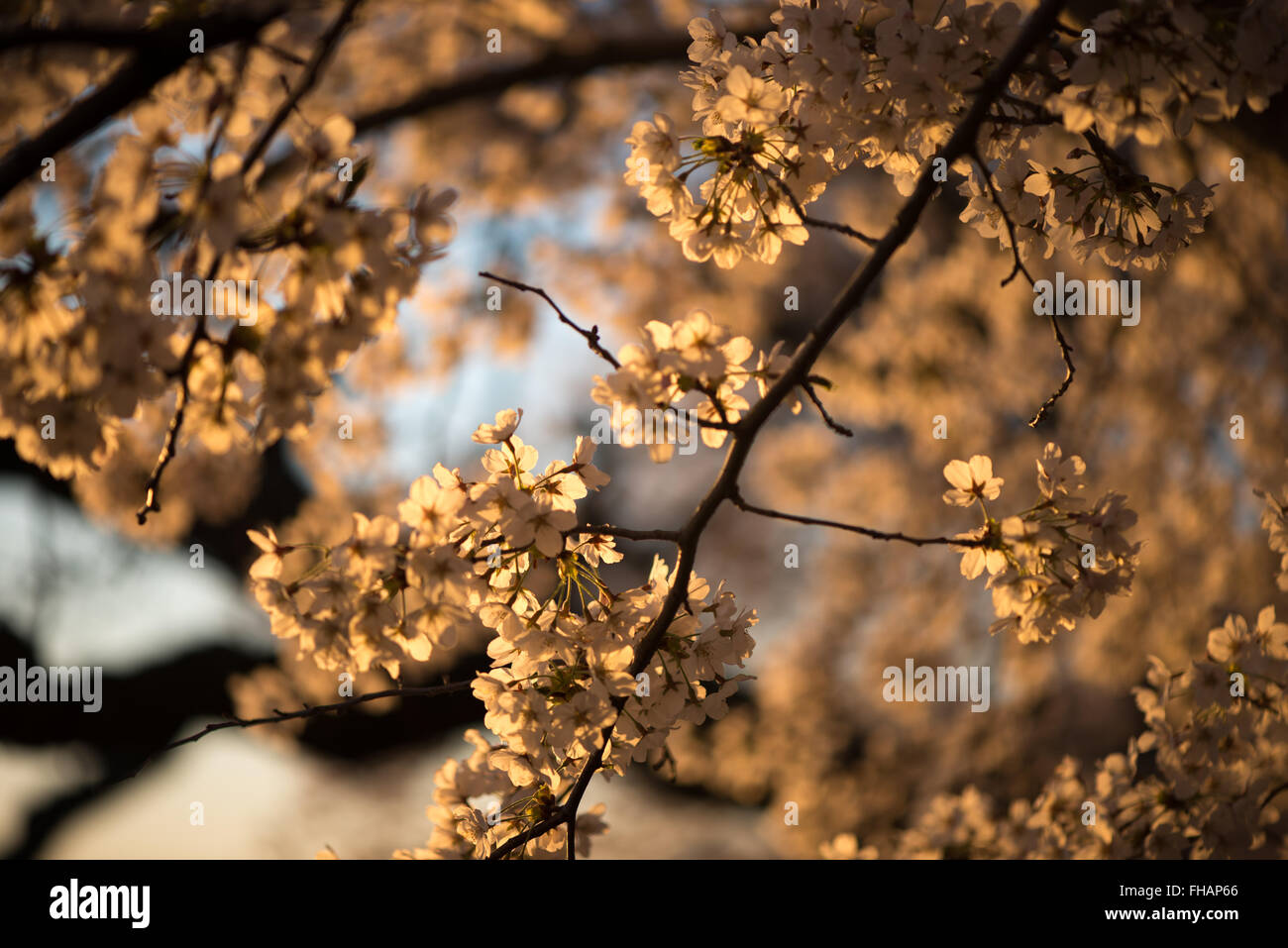 WASHINGTON DC, United States — Close-up shot of the flowers of the ...