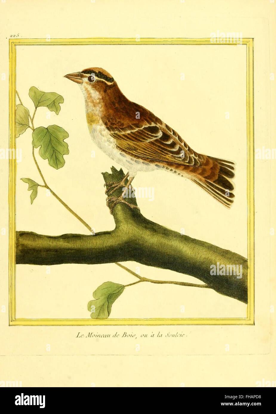 A visual and textual study of bird species from the natural world ...