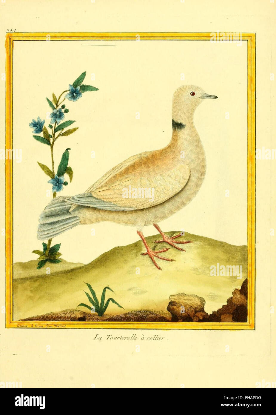 An illuminated series of natural history plates featuring various ...