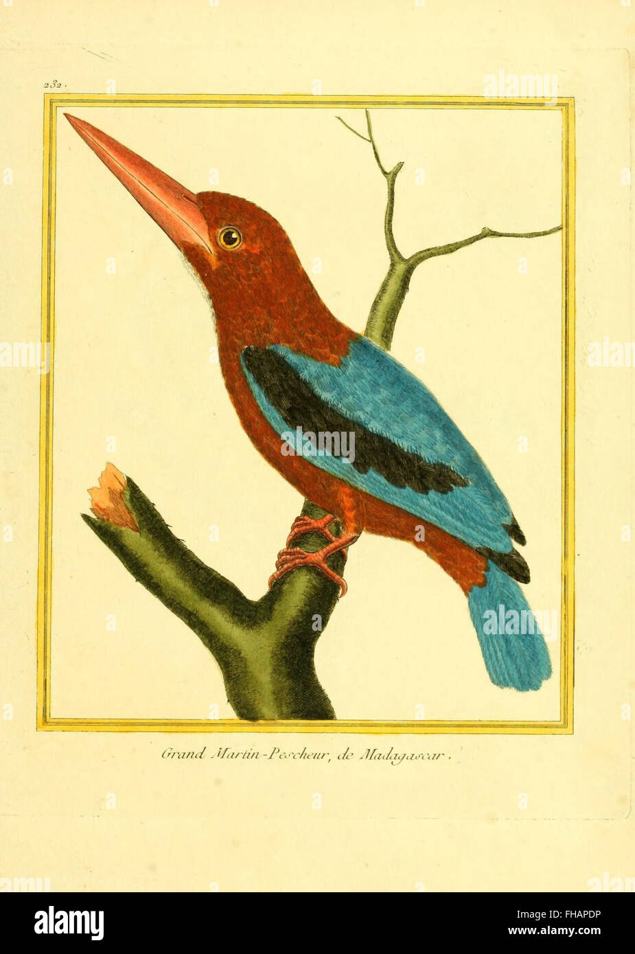 A collection of illuminated plates showcasing various bird species ...