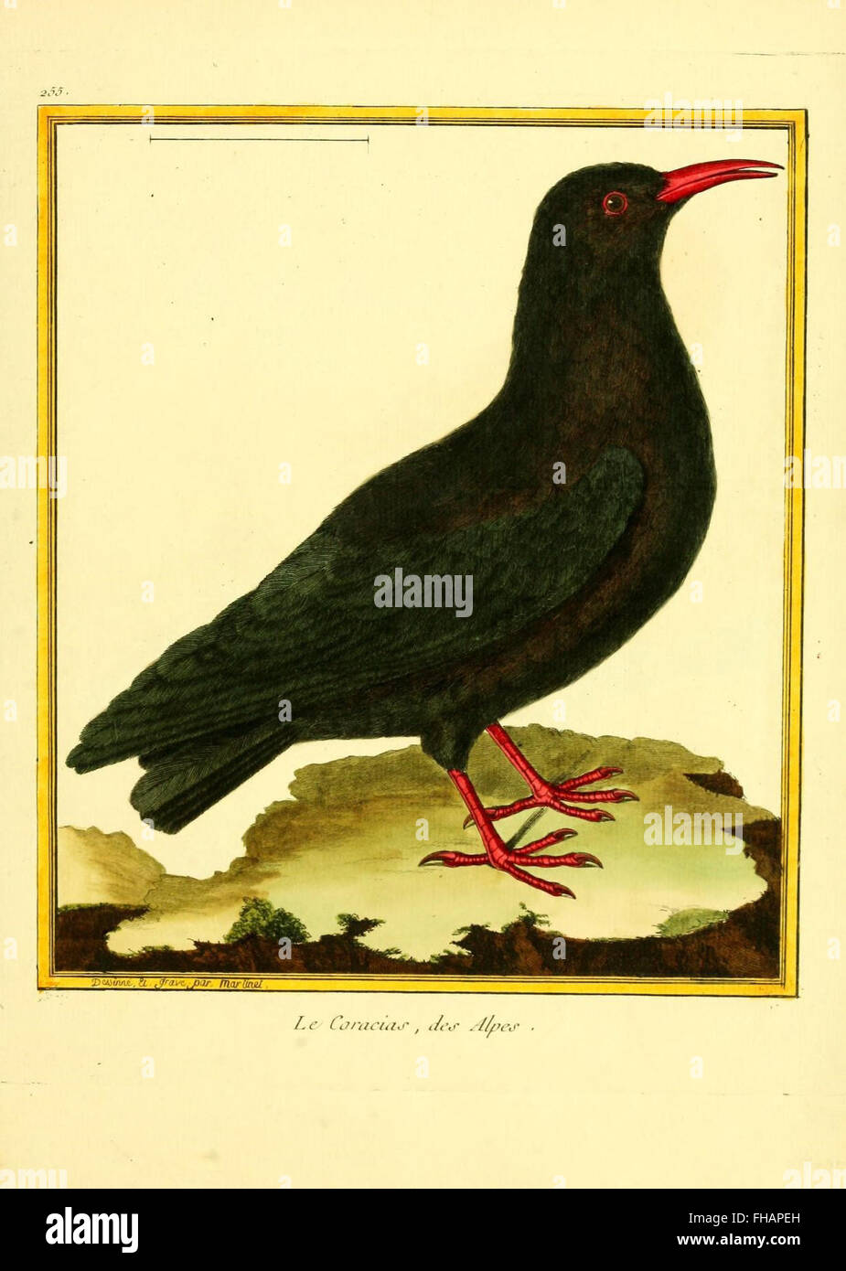 A collection of illuminated plates depicting various animals and birds ...