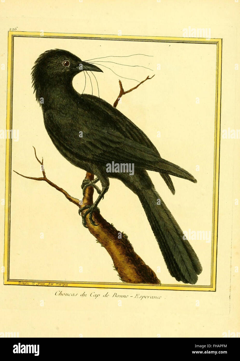 An illustrated work on the natural history of birds, featuring detailed ...