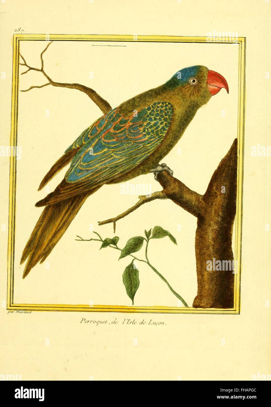 A collection of illuminated natural history plates featuring birds ...
