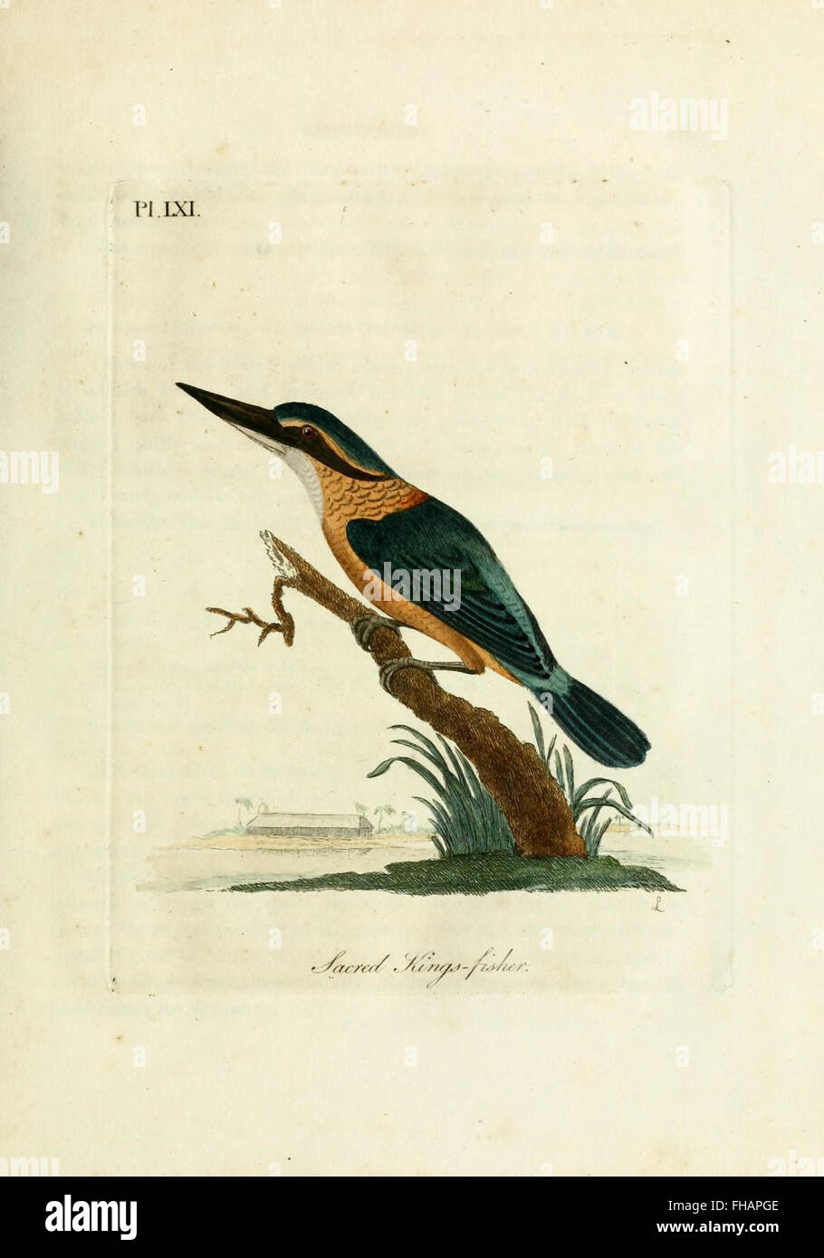 Birds pictorial works university hi-res stock photography and images ...