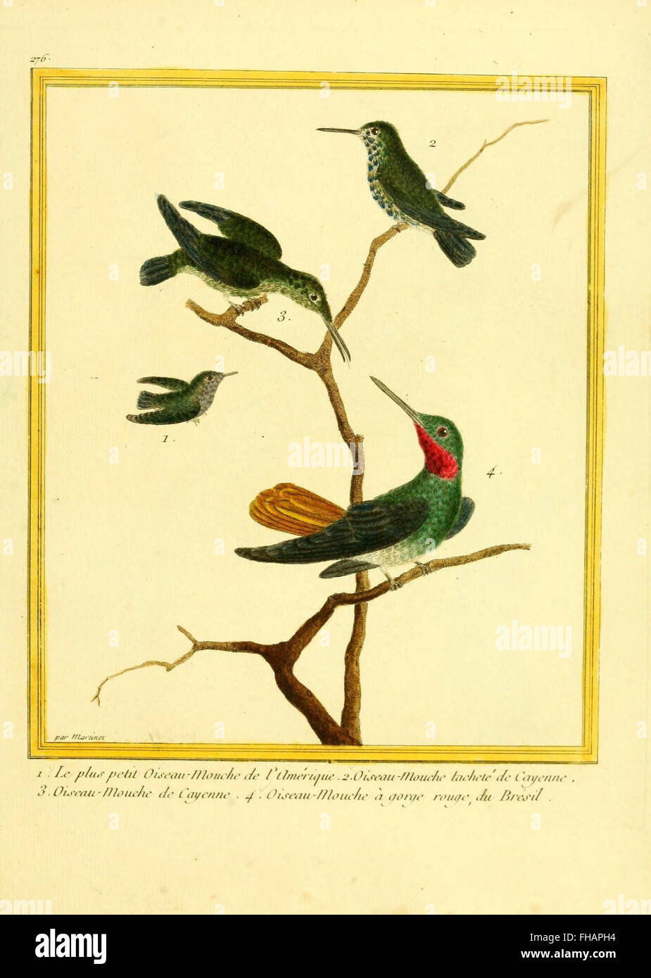 A collection of illuminated natural history plates showcasing bird ...