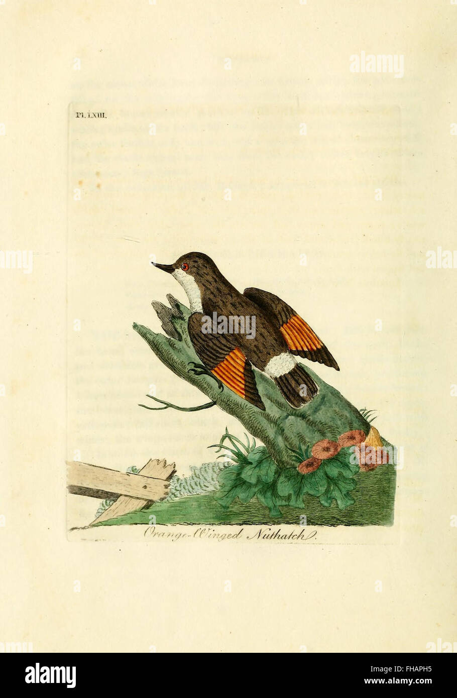 Birds pictorial works university hi-res stock photography and images ...