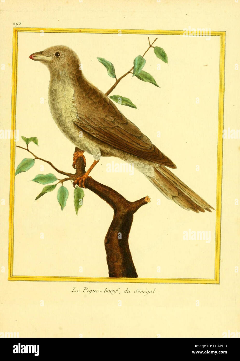 Birds Pictorial works Smithsonian Libraries Zoology Stock Photo - Alamy