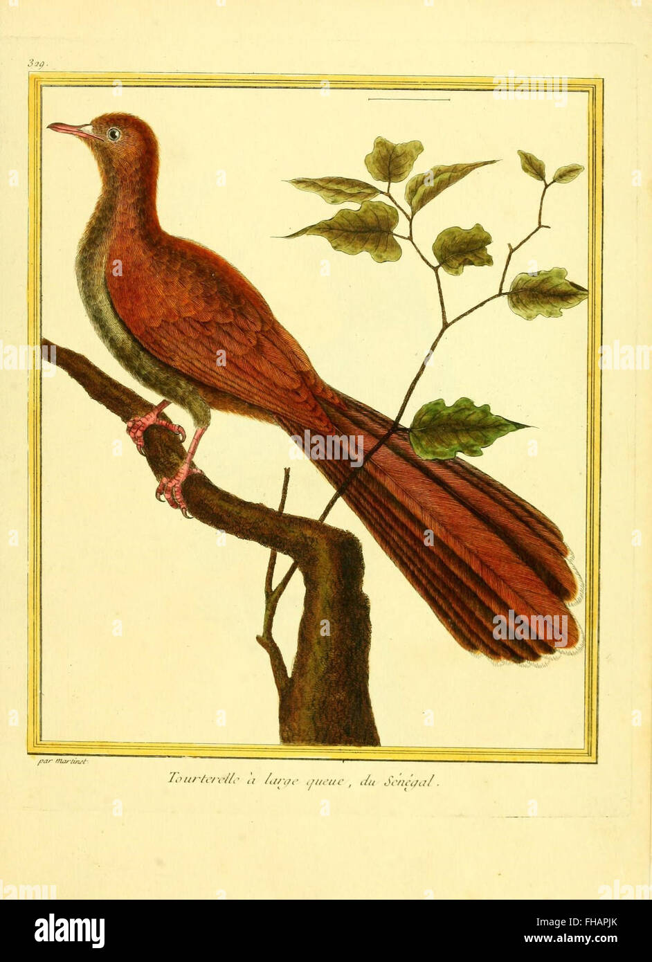 An illustrated work showcasing birds, offering detailed depictions and ...