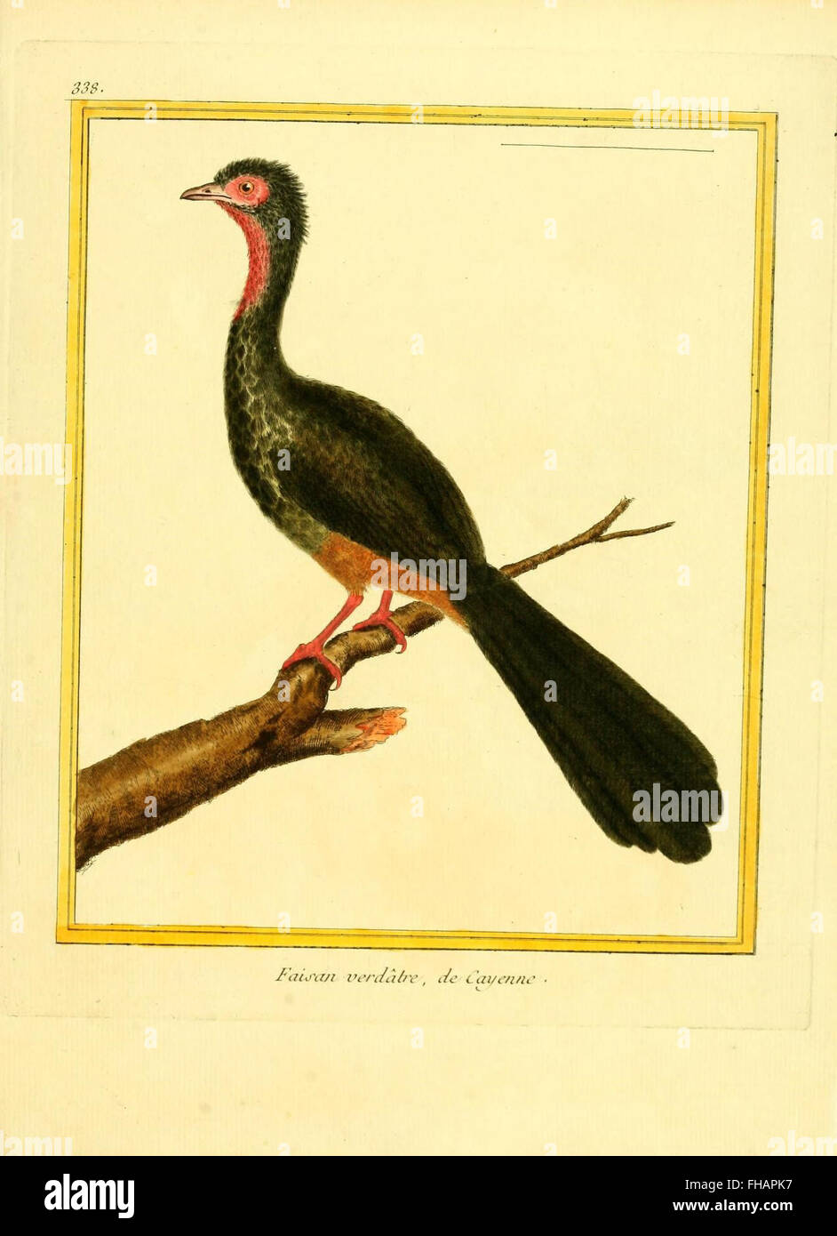 A collection of illuminated natural history plates, showcasing birds ...