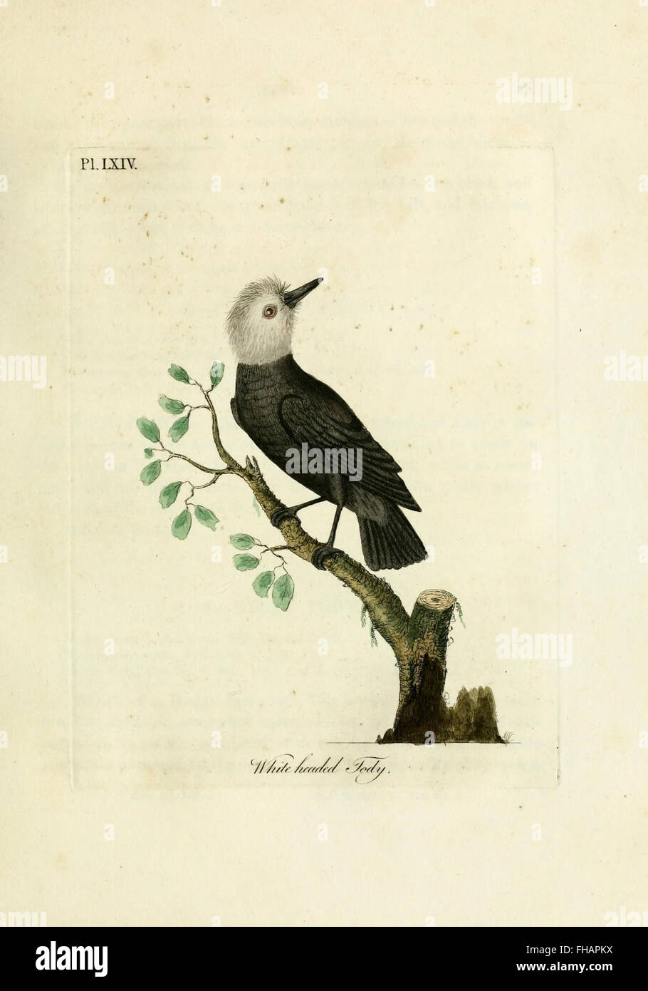 Birds pictorial works university hi-res stock photography and images ...