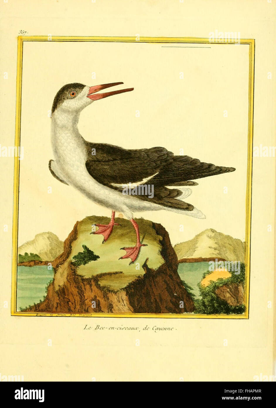 A collection of illuminated prints from natural history, featuring ...