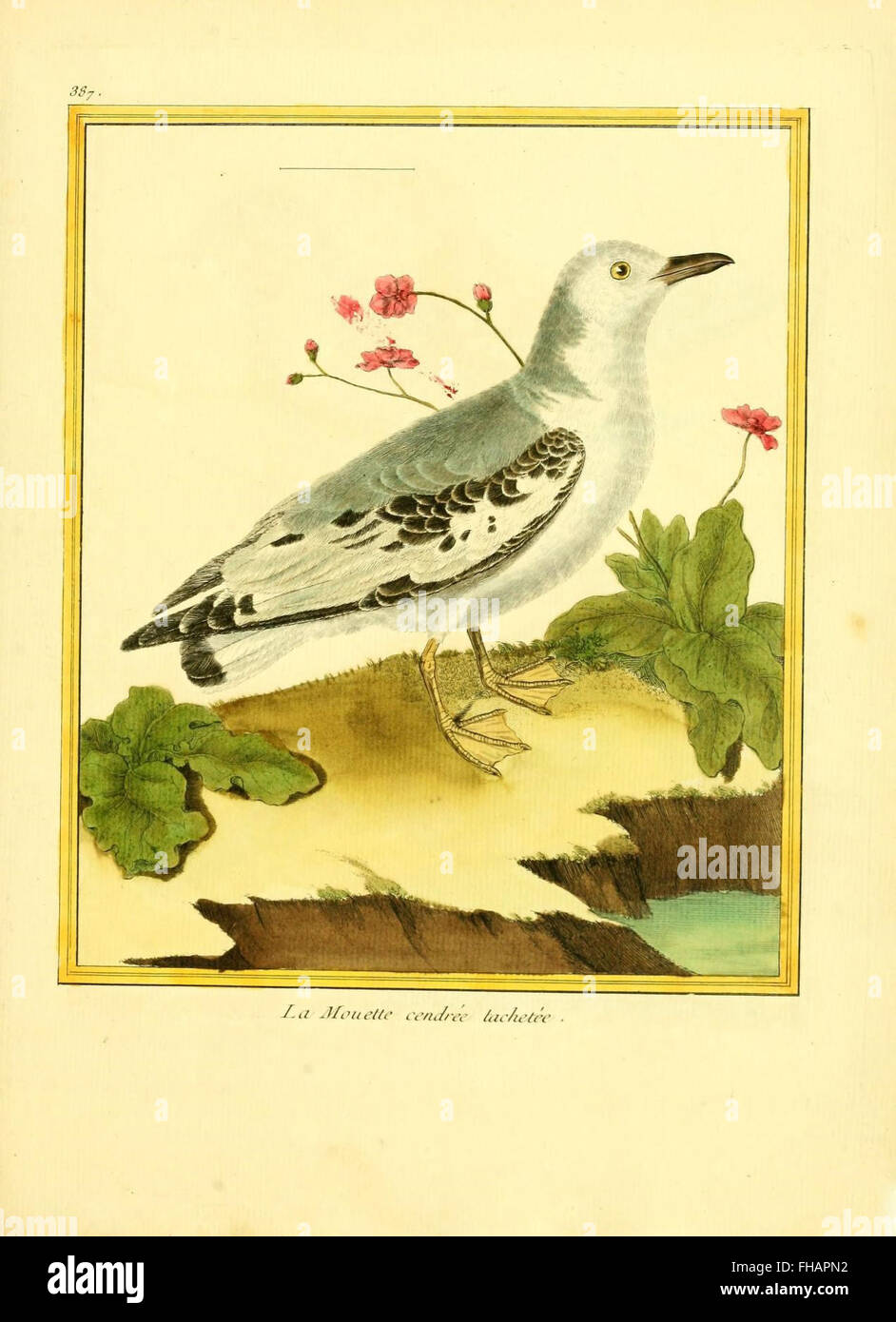 A pictorial work featuring illuminated illustrations of birds, housed ...
