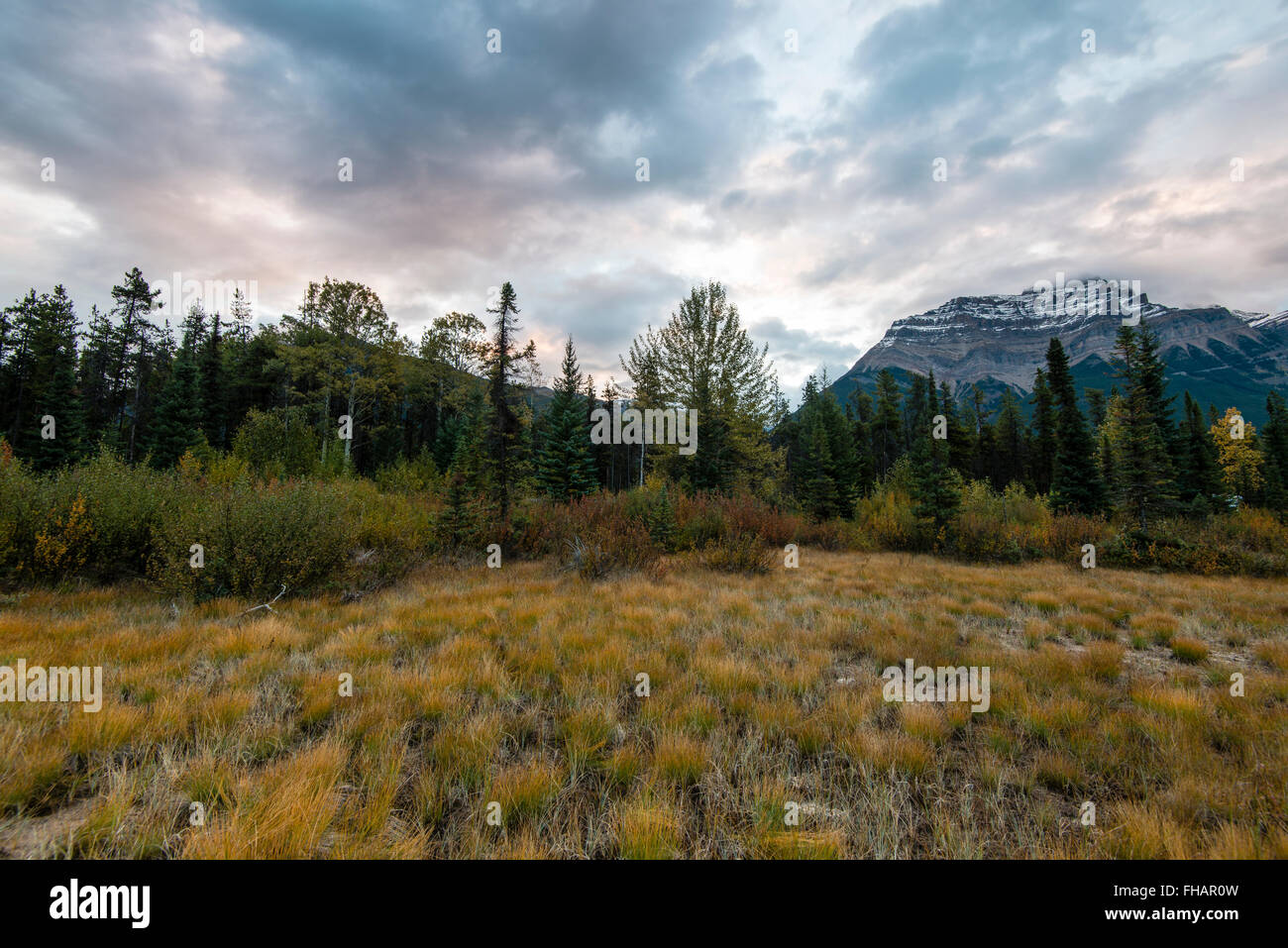 Fryatt Ponds, Jasper Nationalpark, Alberta, Canada Stock Photo - Alamy