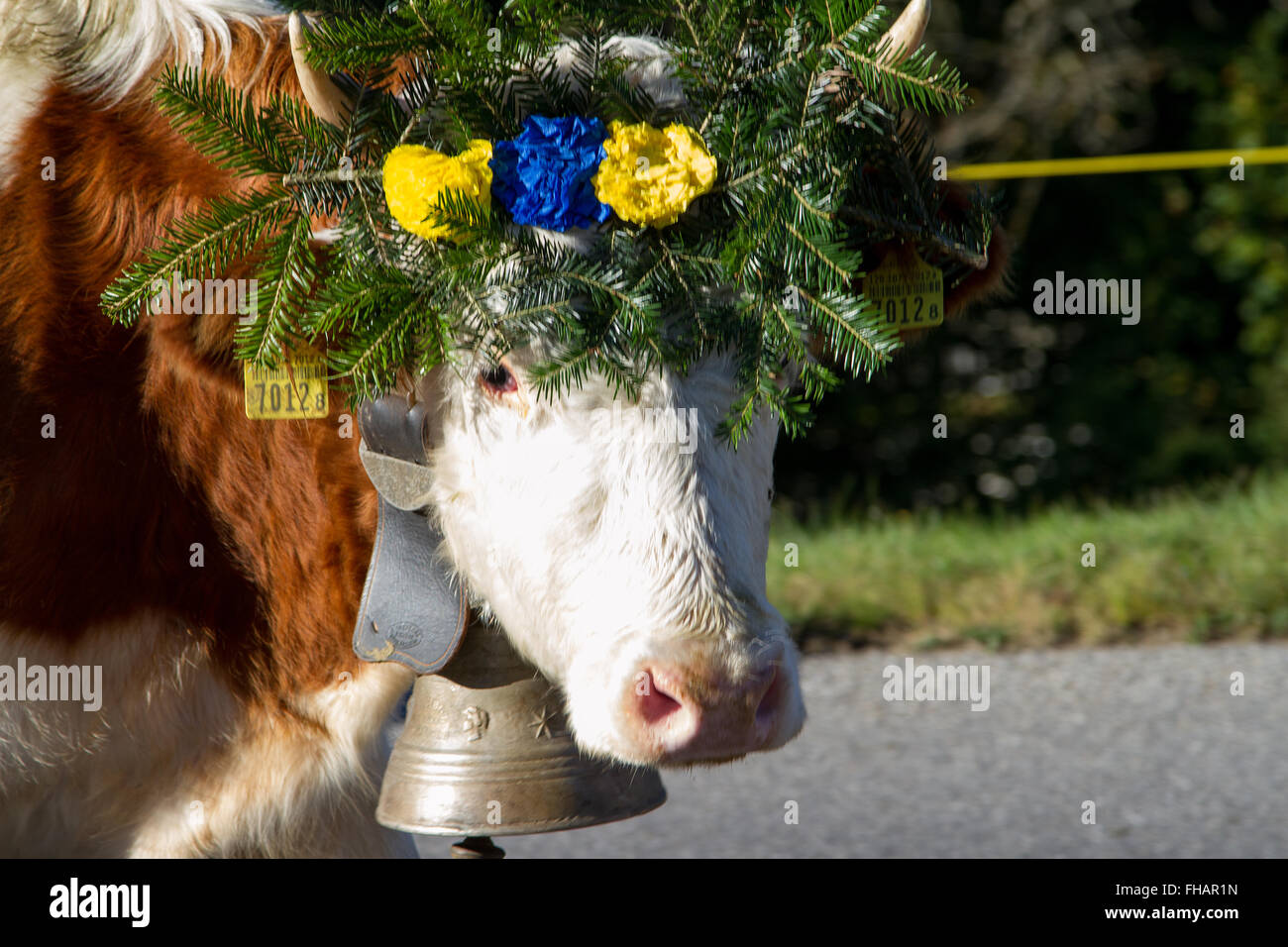 Cattle parade hi-res stock photography and images - Alamy