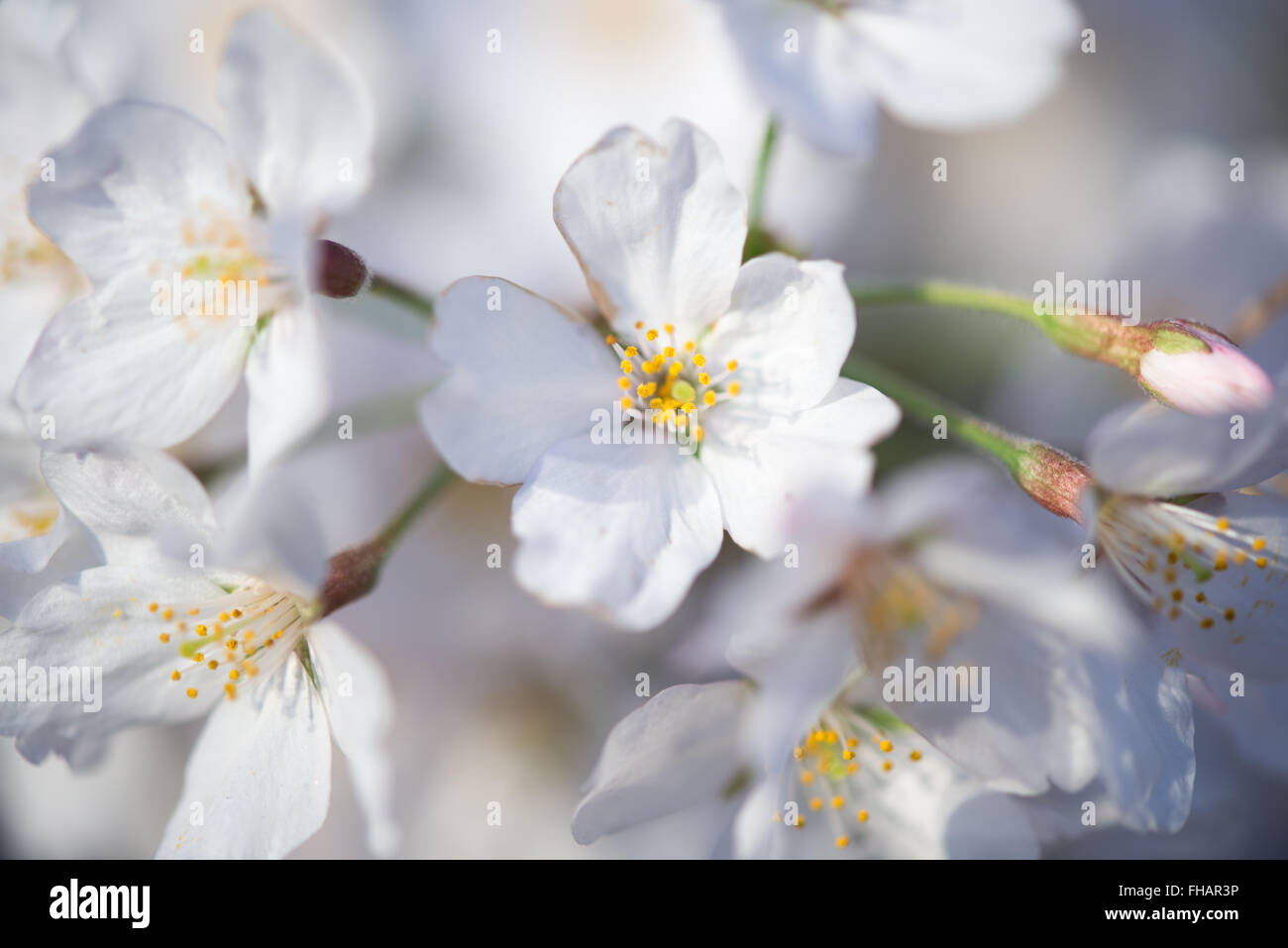 WASHINGTON DC, United States — Close-up shot of the flowers of the ...